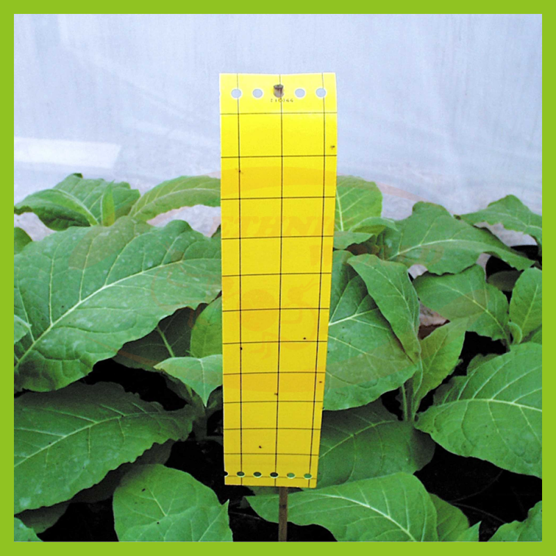 Yellow trap 10cm X 25cm - Ethnic World