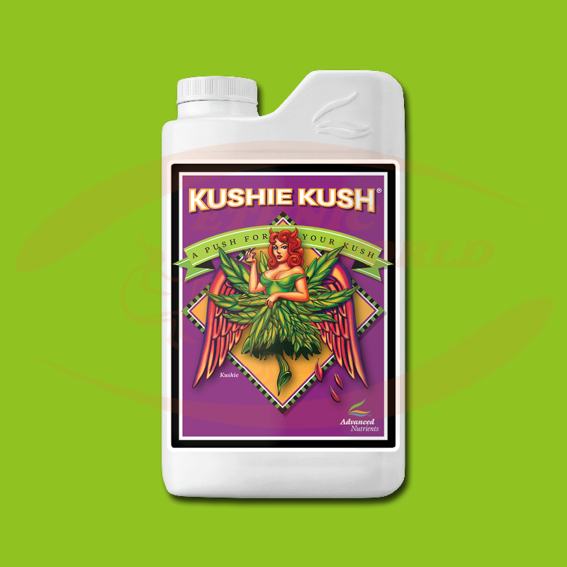 AN Kushie Kush - Ethnic World
